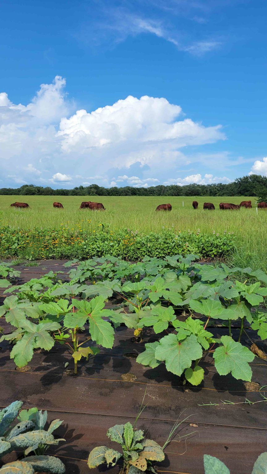 Texas Regenerative Farm - Natural Pasture Farms