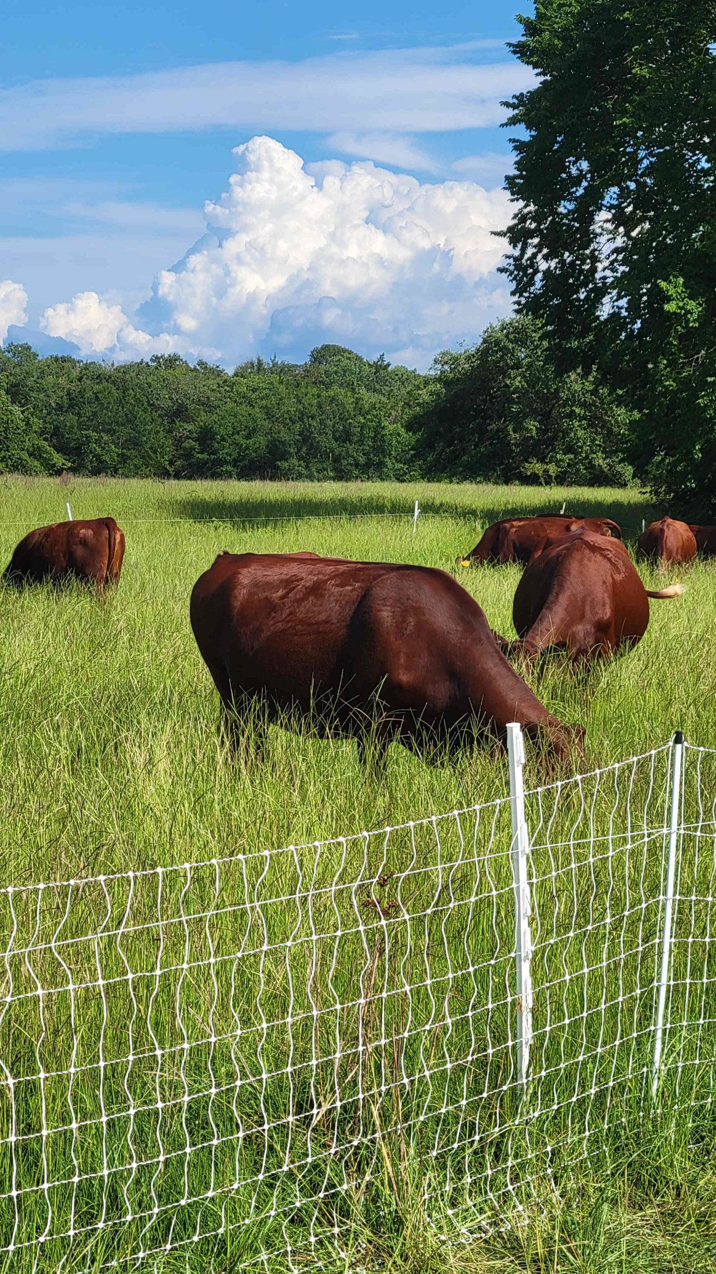 Red Poll & St Croix Breeding Stock - Natural Pasture Farms