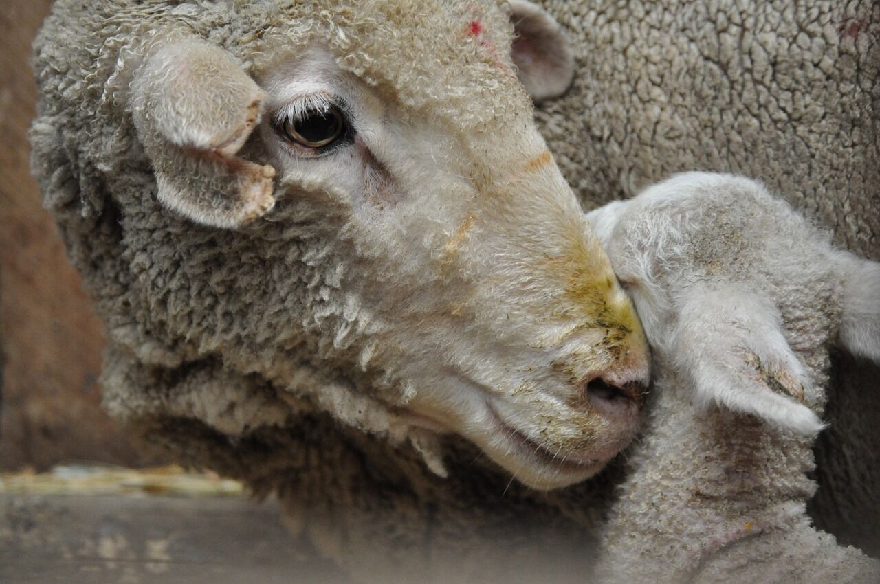 Grass-Finished Lamb - Natural Pasture Farms
